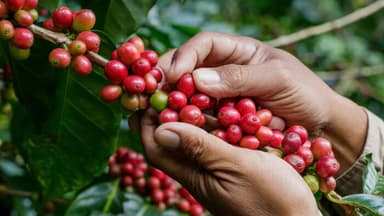 World of Coffee Heads to Bangkok in 2026: Asia’s Premier Coffee Event ...