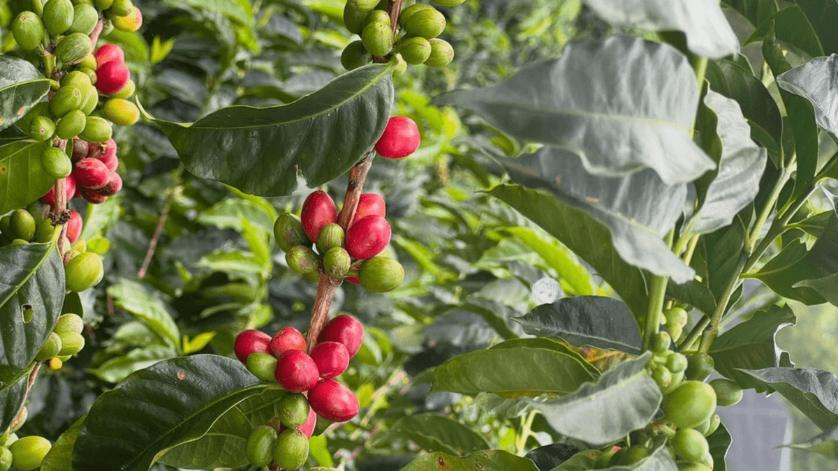 ICO Releases Coffee Market Report for May 2026 - Qahwa World